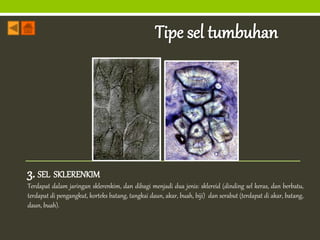 Sel Tumbuhan.pptx