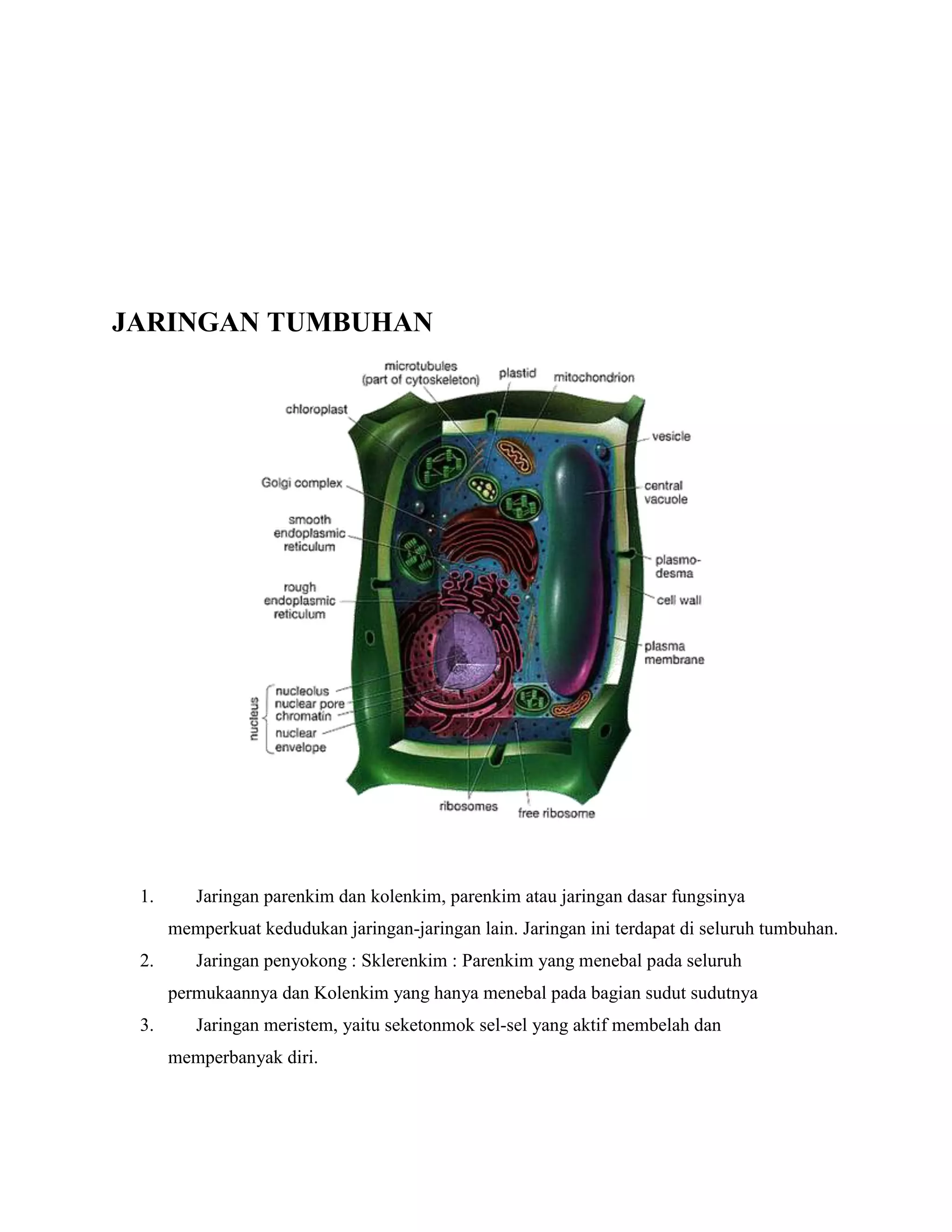 Sel tumbuhan dan jaringan tumbuhan 1 | DOCX