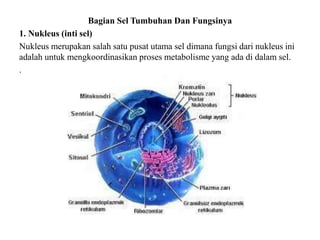 Sel tumbuhan (kelompok 3) | PPTX