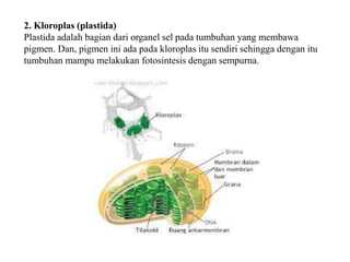 Sel tumbuhan (kelompok 3) | PPTX