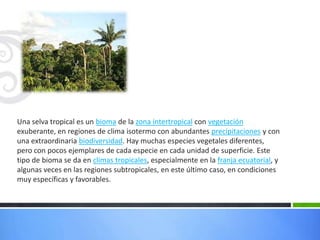 Selva-Bosque | PPTX