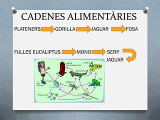 Selva.pptxbisEcosistema terrestre | PPT