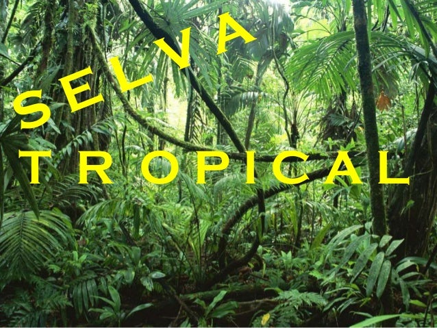 La selva tropical - Imagui