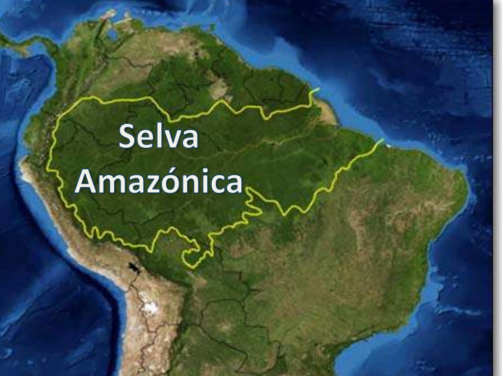 AMBIENTES: Selva Amazónica 6 A
