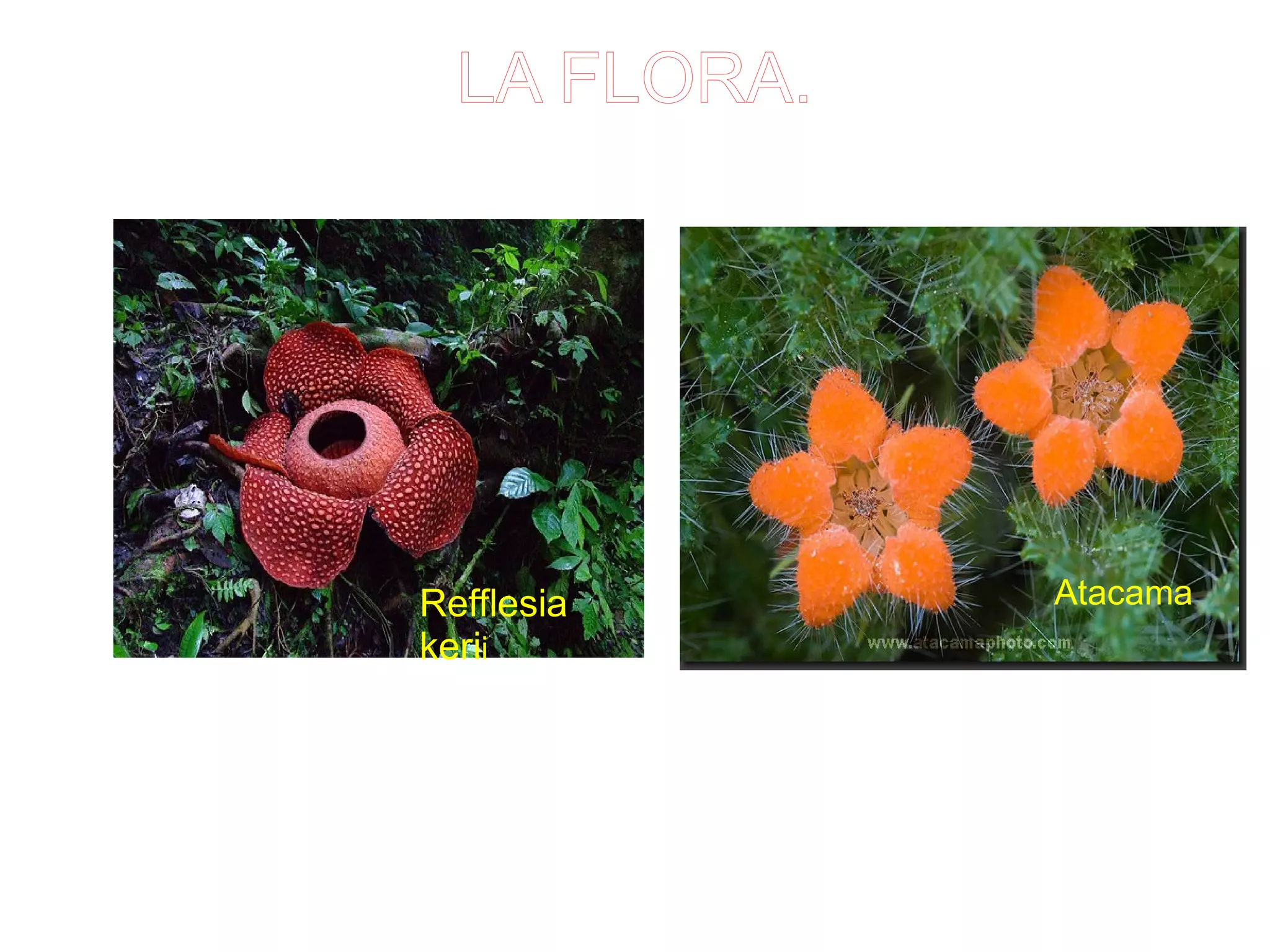 Selva amazonica ana irene | ODP