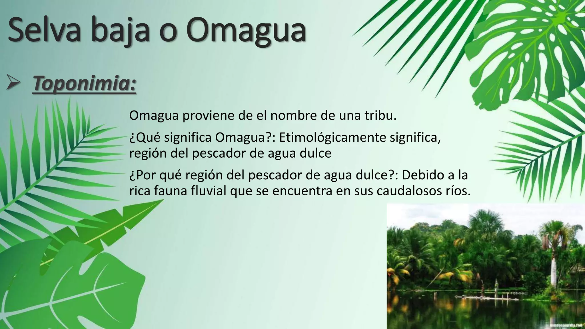 Selva baja o Omagua.pptx