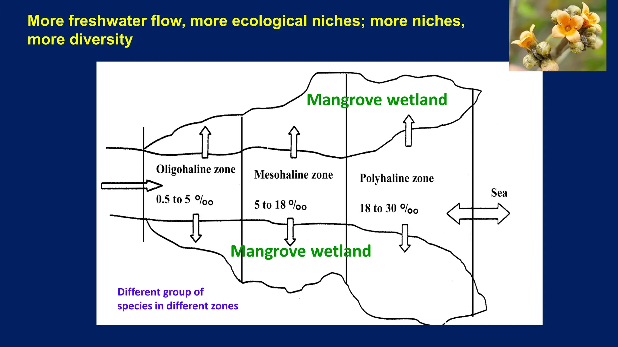 Mangrove research: Advances and gaps in Indian settings | PDF