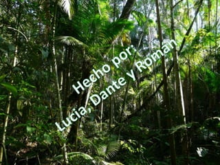 Selva misionera-Dante-Roman-Lucia | PPTX