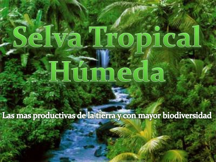 La selva tropical - Imagui