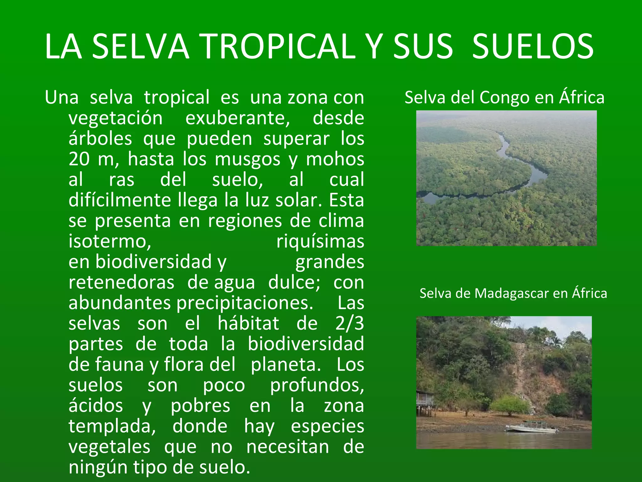 Selva tropical | PPT