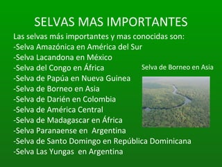 Selva tropical | PPT