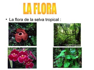 Vegetación De La Selva Tropical Ecuatorial