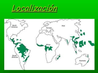 Mapa De La Selva Tropical
