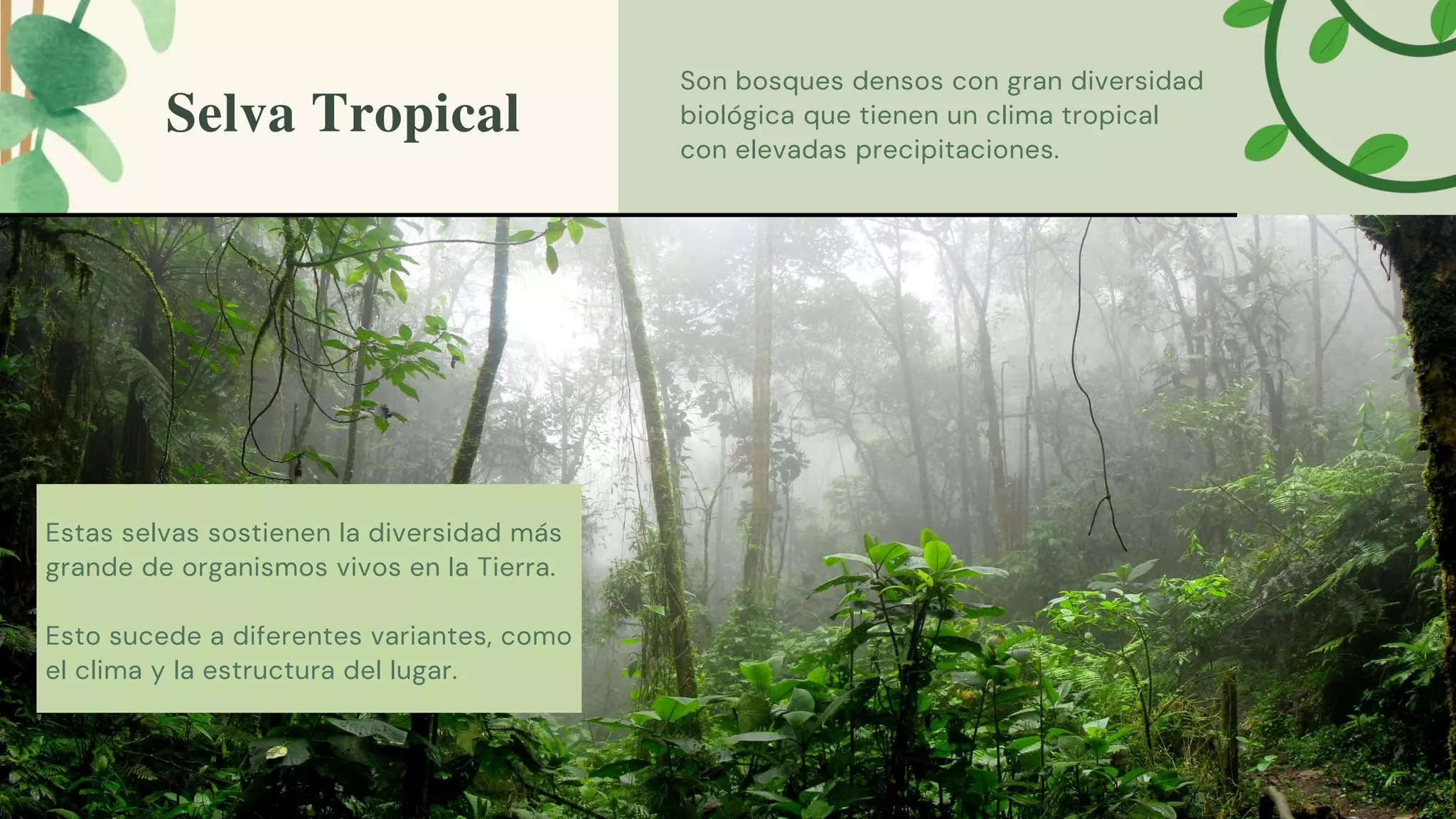 Selva tropical | PPT