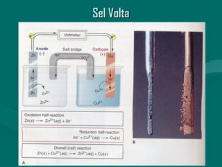 Sel Volta | PPT