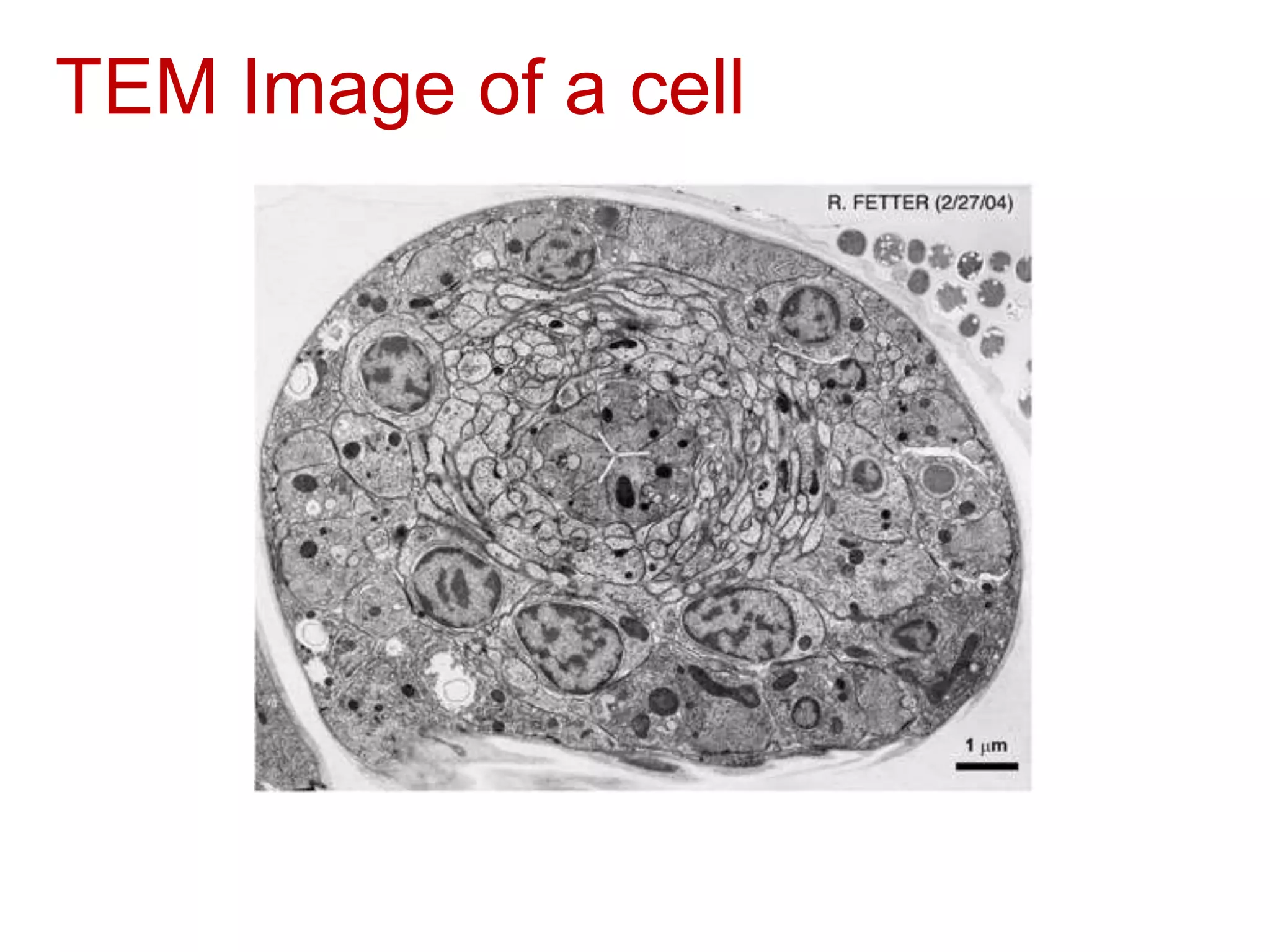 Microscopy in food research | PPTX