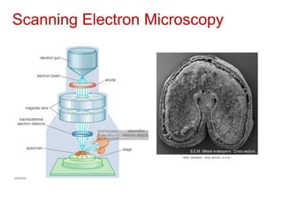 Microscopy in food research | PPTX