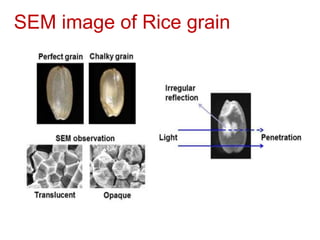 Microscopy in food research | PPTX