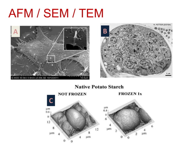 Microscopy in food research | PPTX | Physics | Science