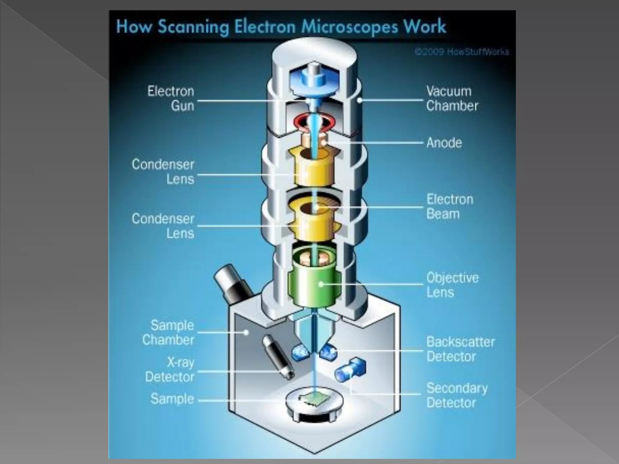 Scanning Electron Microscopy | PDF