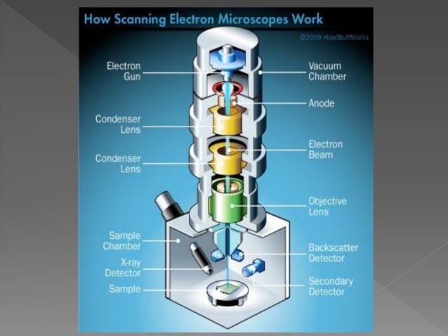 Scanning Electron Microscopy | PPT