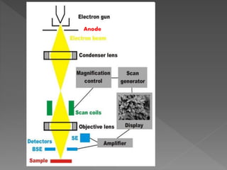 Scanning Electron Microscopy | PDF