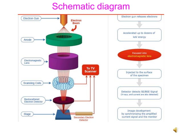 Scanning Electron Microscopy | PPT