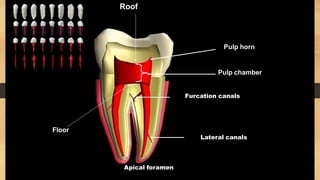 ANATOMY OF TOOTH CONSIDERATIONS | PPTX
