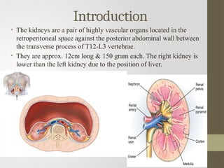 renal physiology and anatomy and its effect on ansesthesia medications ...