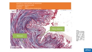 TEJIDO CONECTIVO todo lo necesario, ppt de histología | PPTX