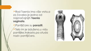 Govedja pantljicara taenia saginata (epidemiologija) | PPTX
