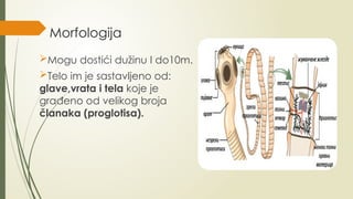 Govedja pantljicara taenia saginata (epidemiologija) | PPTX