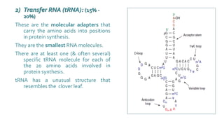 Comprehensive Introduction to Genetics: Nucleic Acids, DNA, and RNA ...