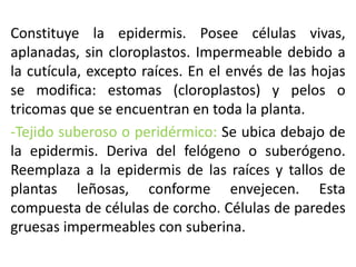 SEM-9-Histol-Vegetal (1).pdf