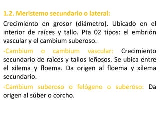 SEM-9-Histol-Vegetal (1).pdf