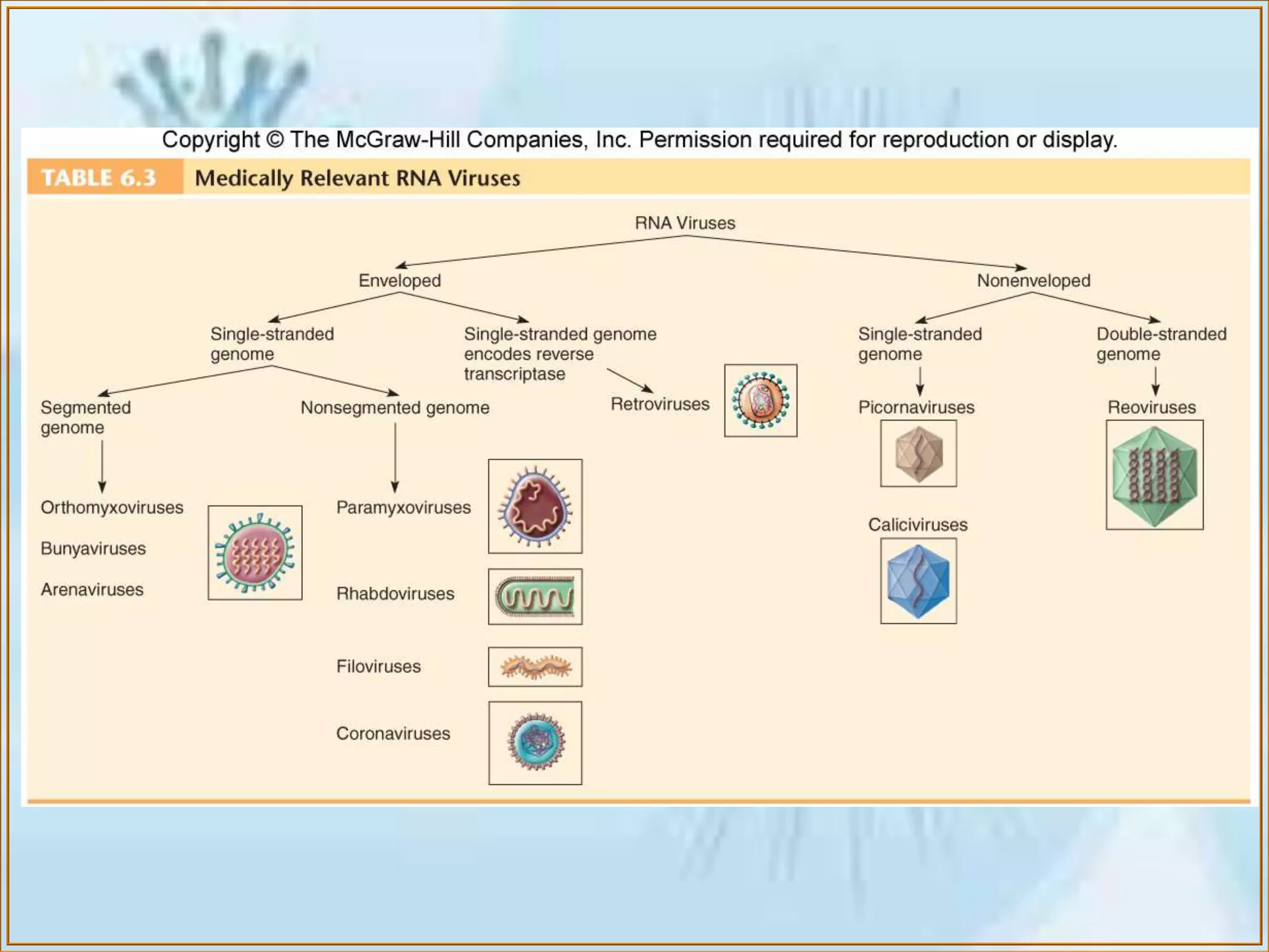 Herpes Simplex viral Infection - Dr Sanjana Ravindra | PDF