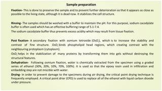 SEM- scanning electron microscope | PPT