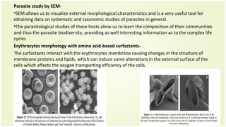 SEM- scanning electron microscope | PPT