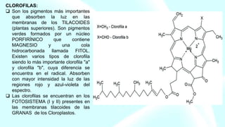 Sem10 fotosintesis 5to sec | PPTX