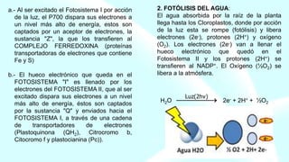 Sem10 fotosintesis 5to sec | PPTX