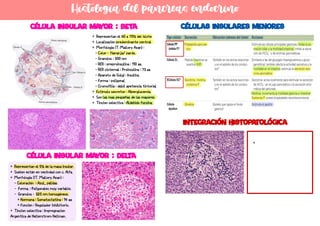 SEM12_ pancreas endocrino.pdf