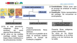Sem14 tejido conjuntivo, cartilaginoso | PPTX