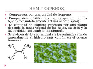 SEM 14 TERPENOS.pptx