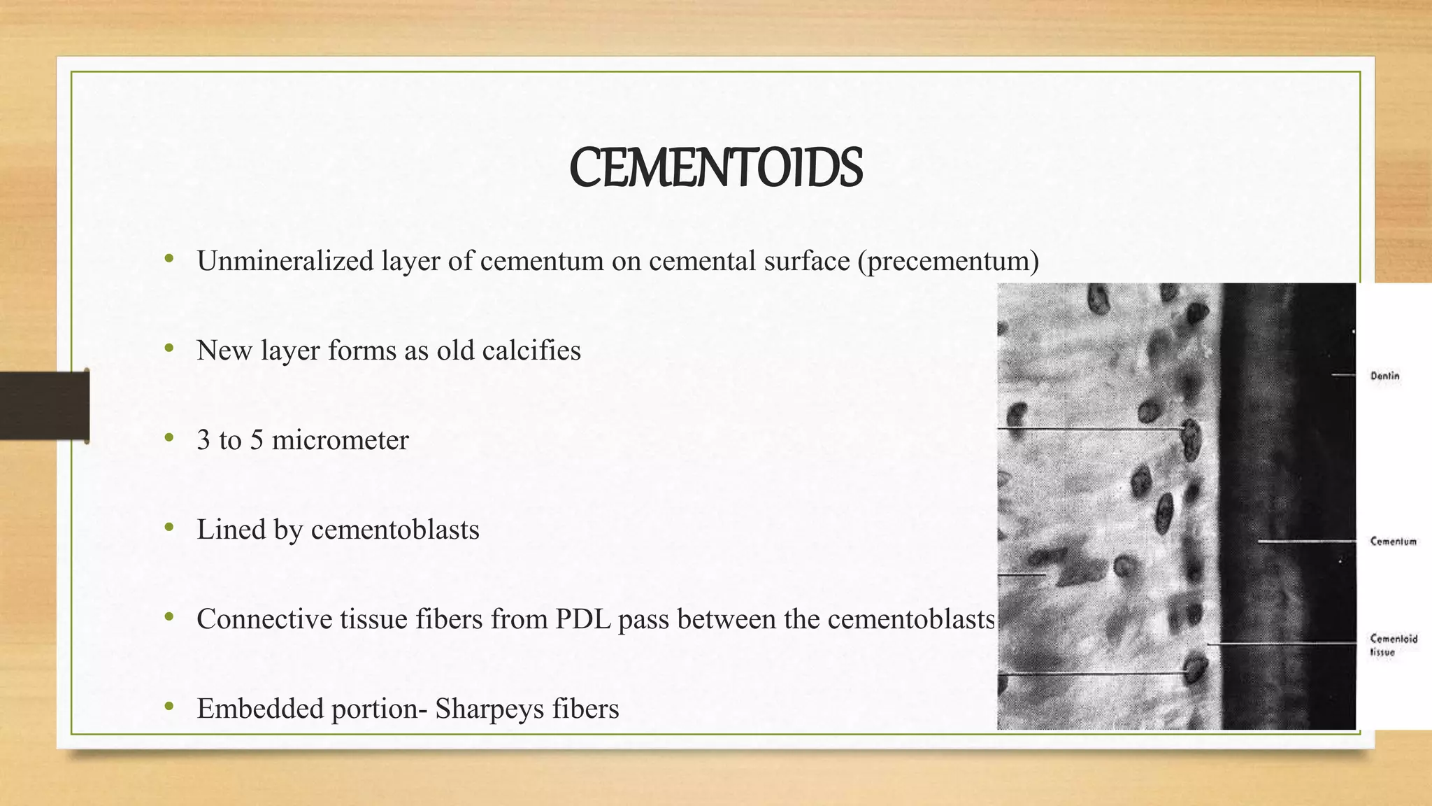 Cementum | PPTX