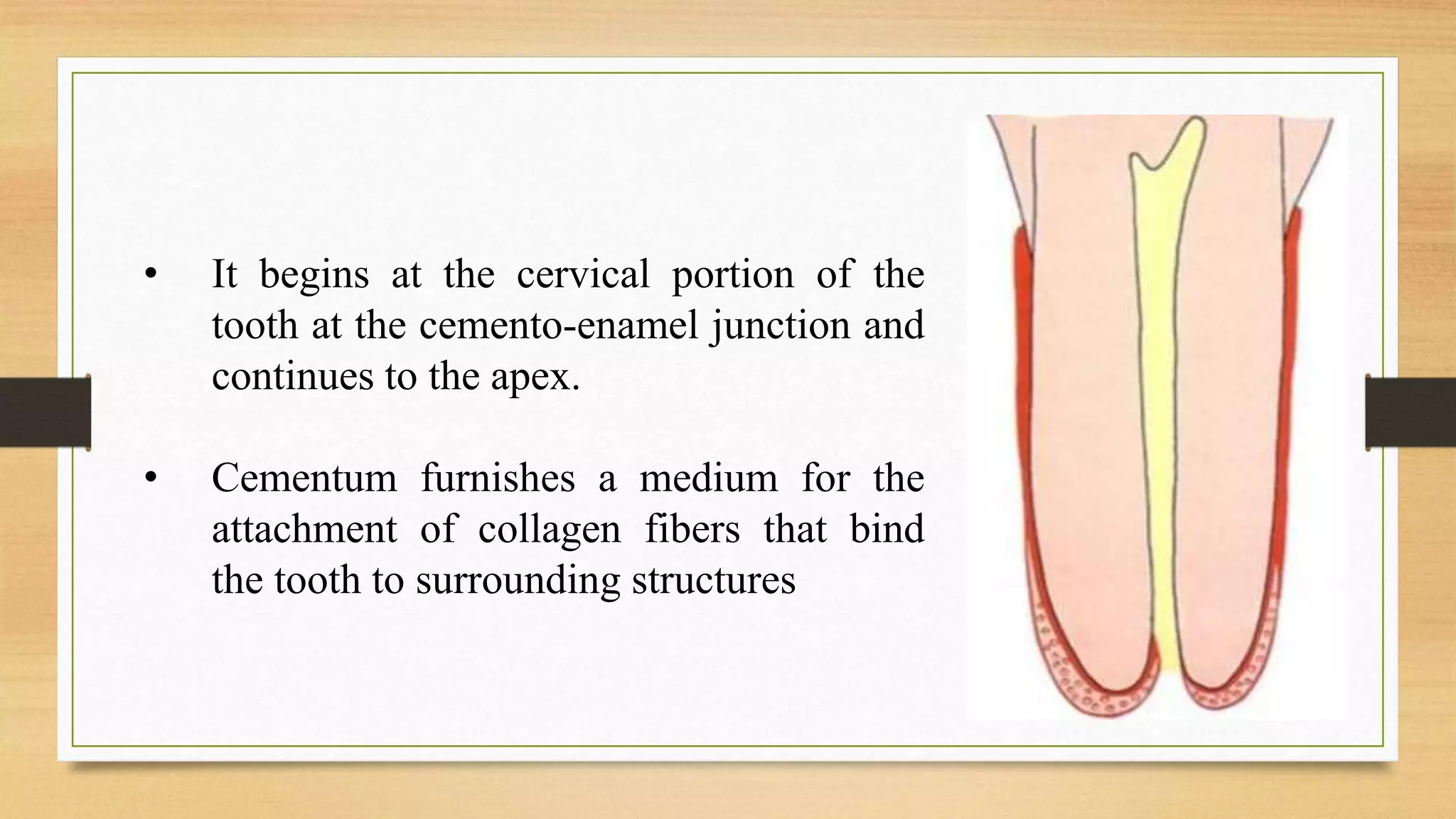Cementum | PPTX