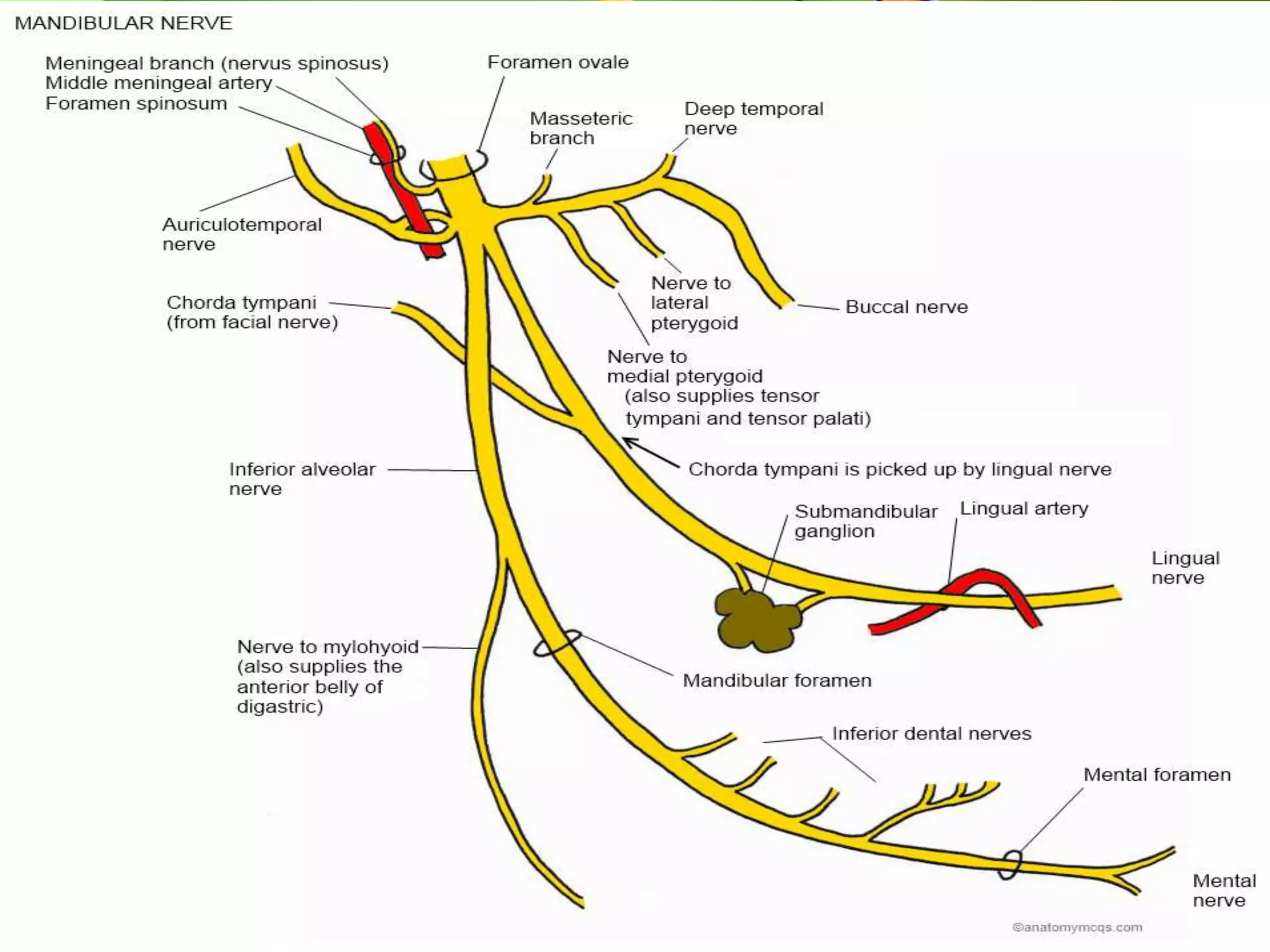 Anatomy of Trigeminal Nerve and Facial nerve | PPT