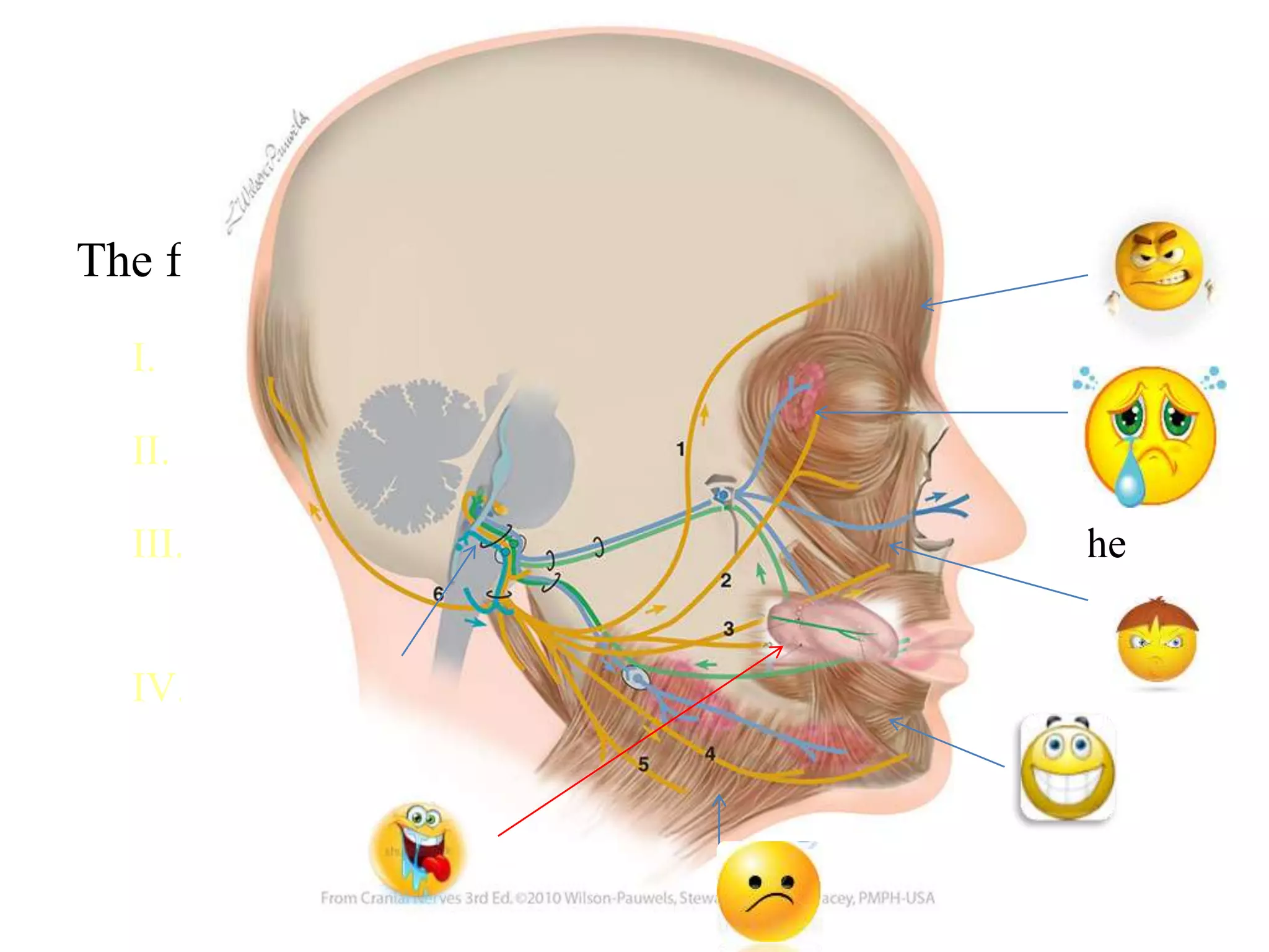 Anatomy of Trigeminal Nerve and Facial nerve | PPTX