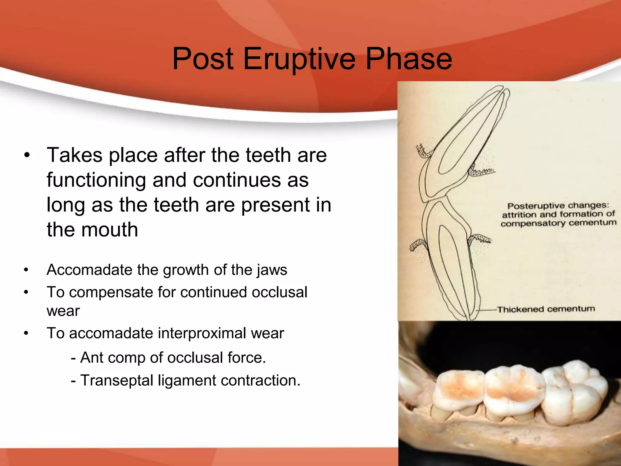 ERUPTION OF TEETH.ppt