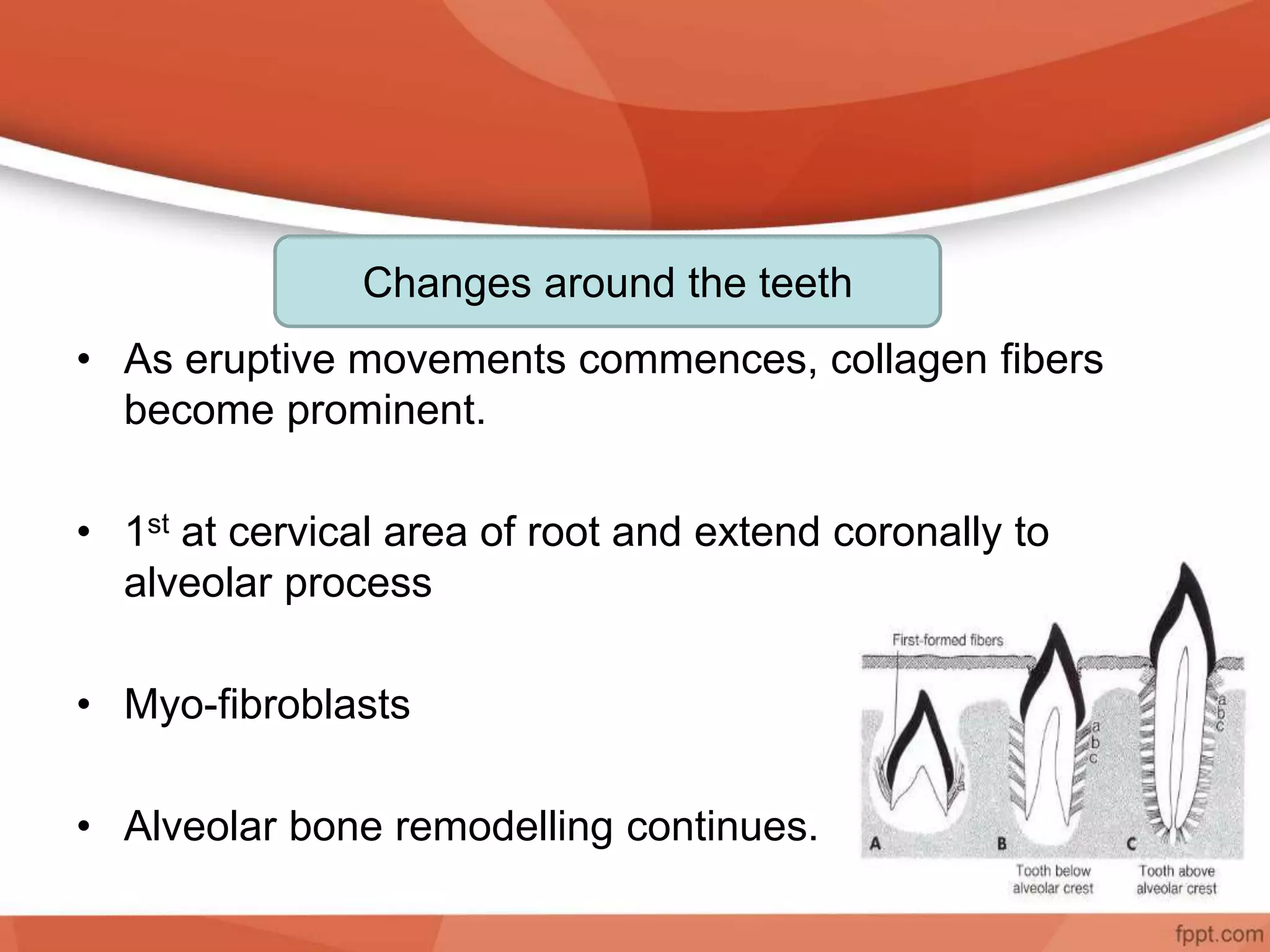 ERUPTION OF TEETH.ppt