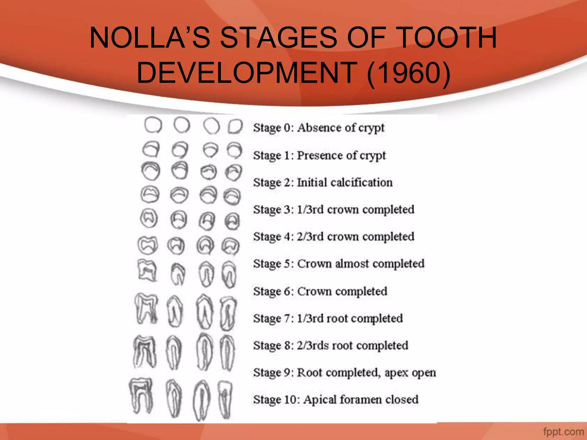 ERUPTION OF TEETH.ppt